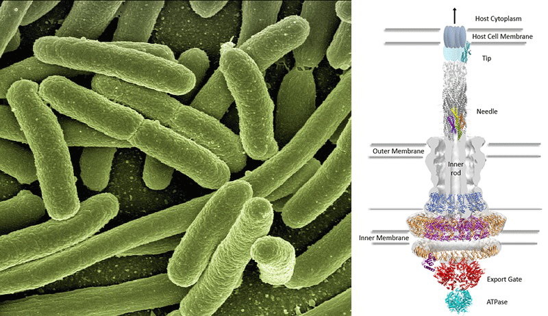 Clearing the path for infection: E. coli Type III Secretion System ...