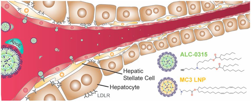 Lipid Nanoparticle Freight Comparison - Centre for Blood Research